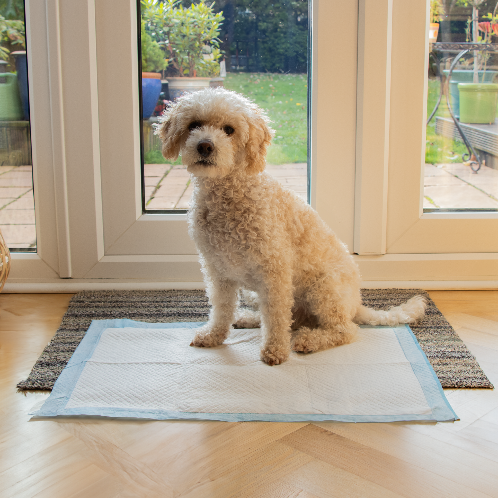 100 x Disposable Puppy Pads 60x40cm AllPetSolutions