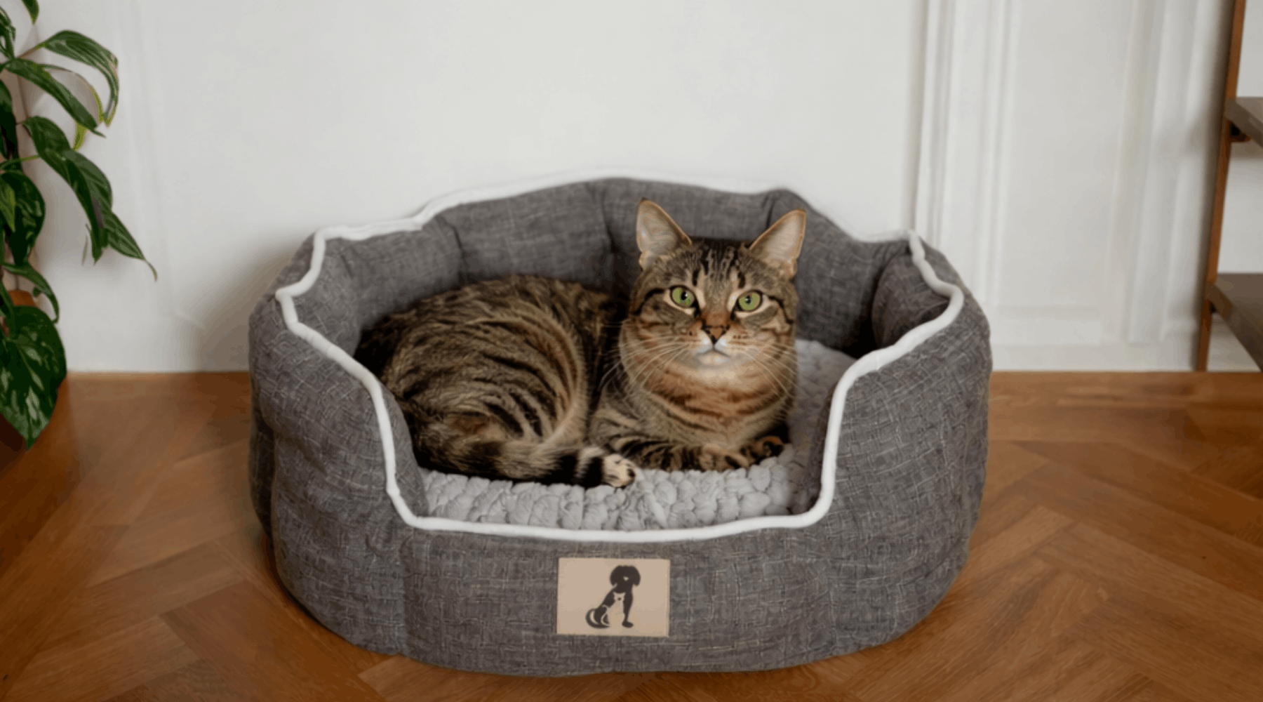 How to Prepare for Your New Cat’s First Few Days at Home – AllPetSolutions