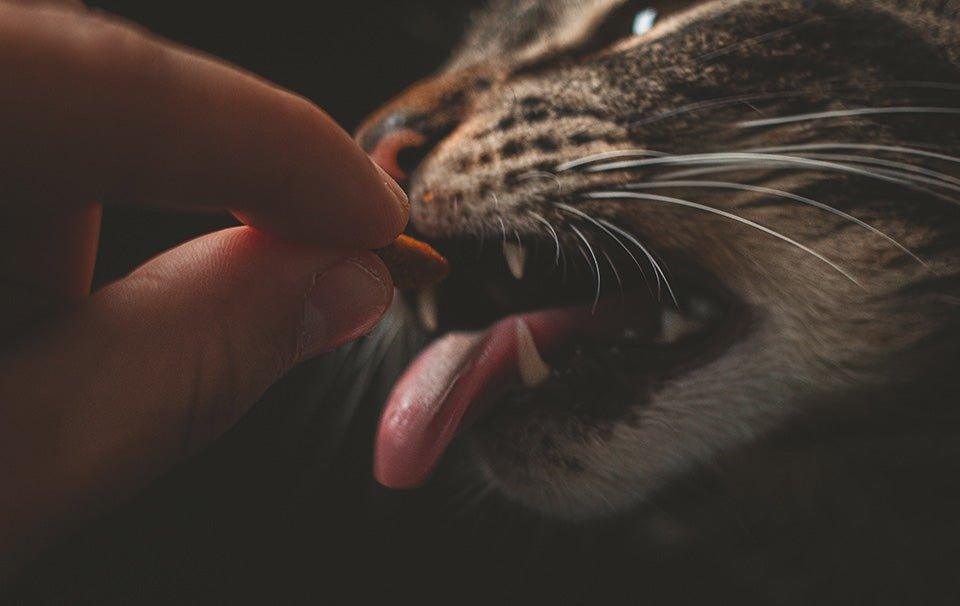 How Do I Get My Cat to Stop Eating So Fast? – AllPetSolutions