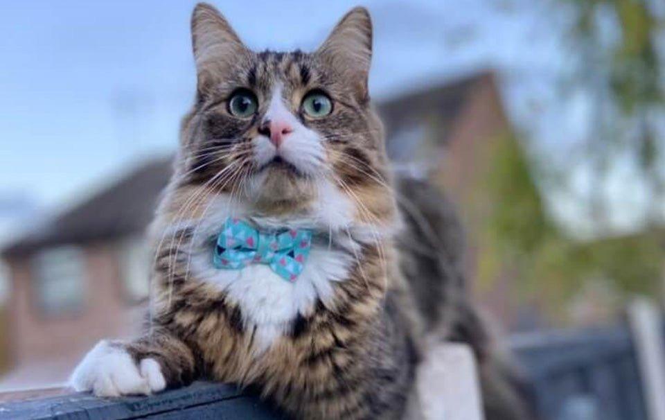 How Do I Get My Kitten to Use a Collar? – AllPetSolutions