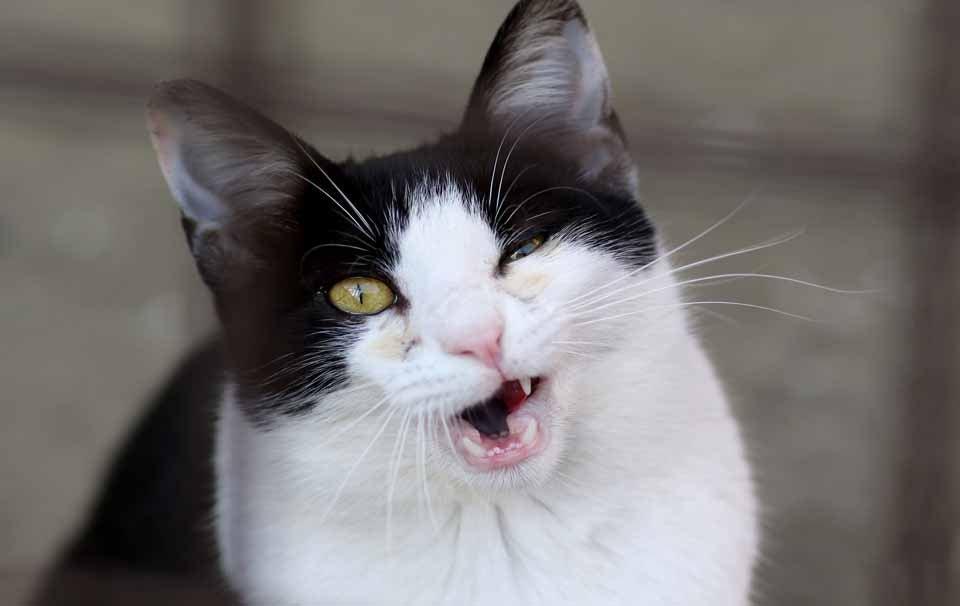 How to Get Rid of Smells on Your Cat? – AllPetSolutions