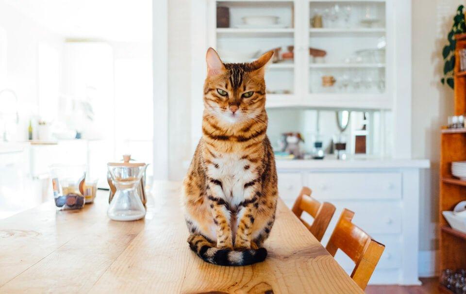 How To Stop Your Cat’s Destructive Behaviour – AllPetSolutions