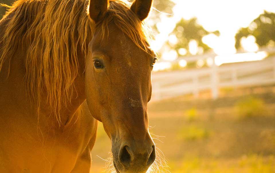 How To Tell If Your Horse Is Stressed – AllPetSolutions