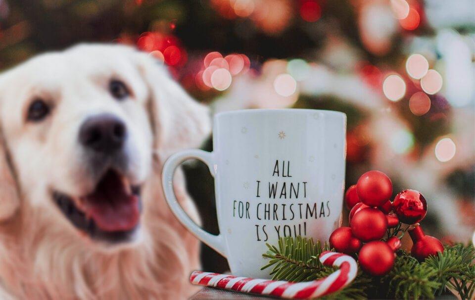 Top 10 Christmas gifts for dogs – AllPetSolutions