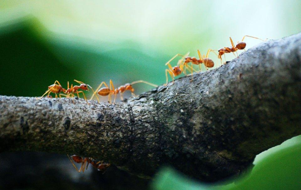 What Are the Most Common Garden Insects? – AllPetSolutions