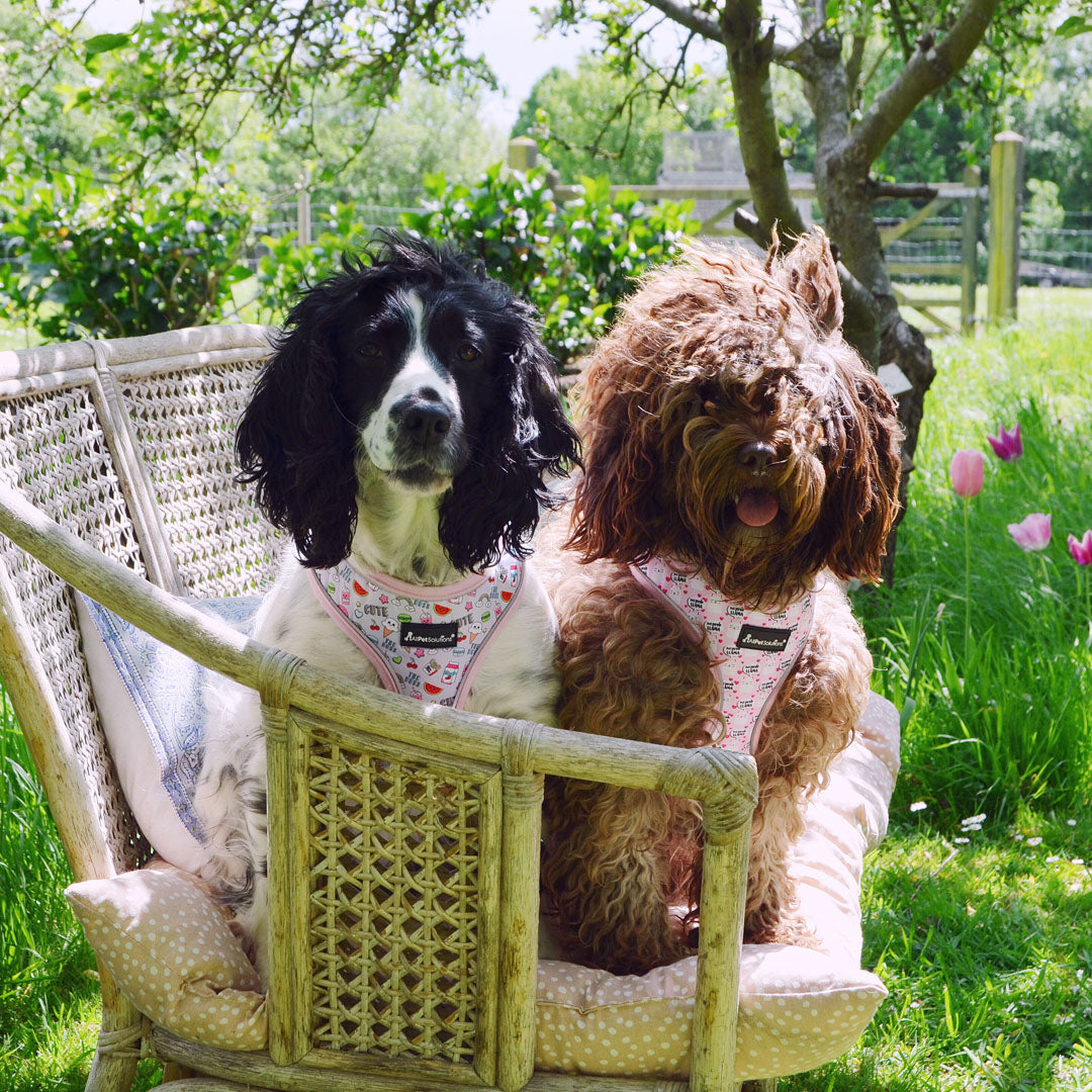 Online Pet Supplies, Cat & Dog Beds plus accessories – AllPetSolutions