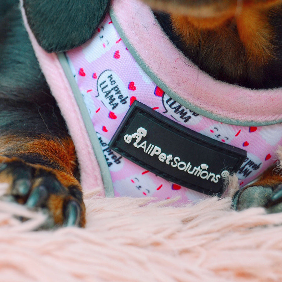 Online Pet Supplies, Cat & Dog Beds plus accessories – AllPetSolutions